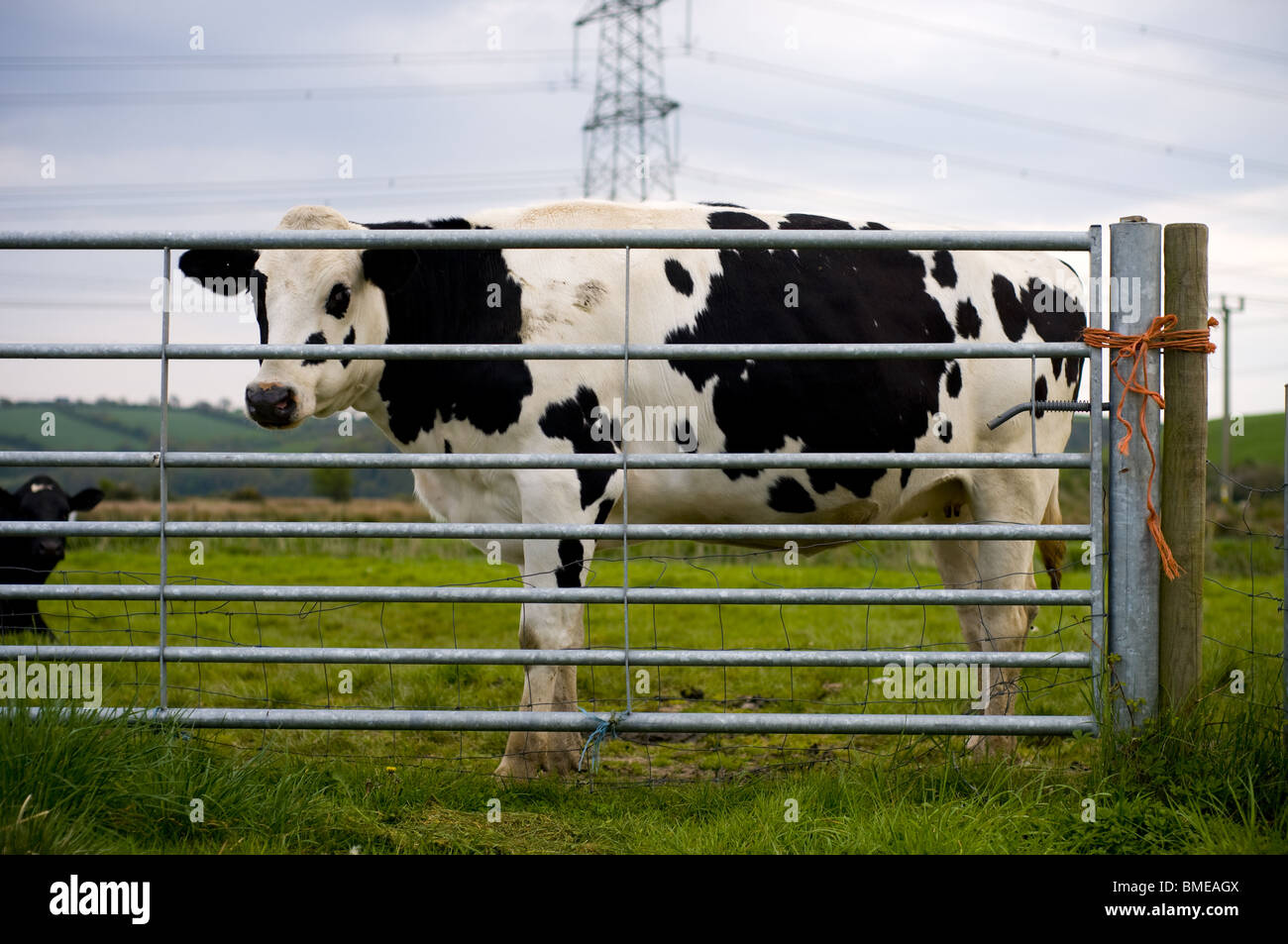 Cow and gate hi-res stock photography and images - Alamy