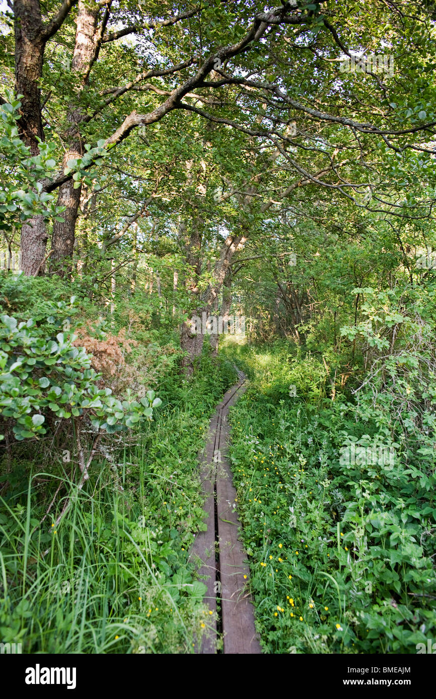 Boardwalk in forest Stock Photo - Alamy