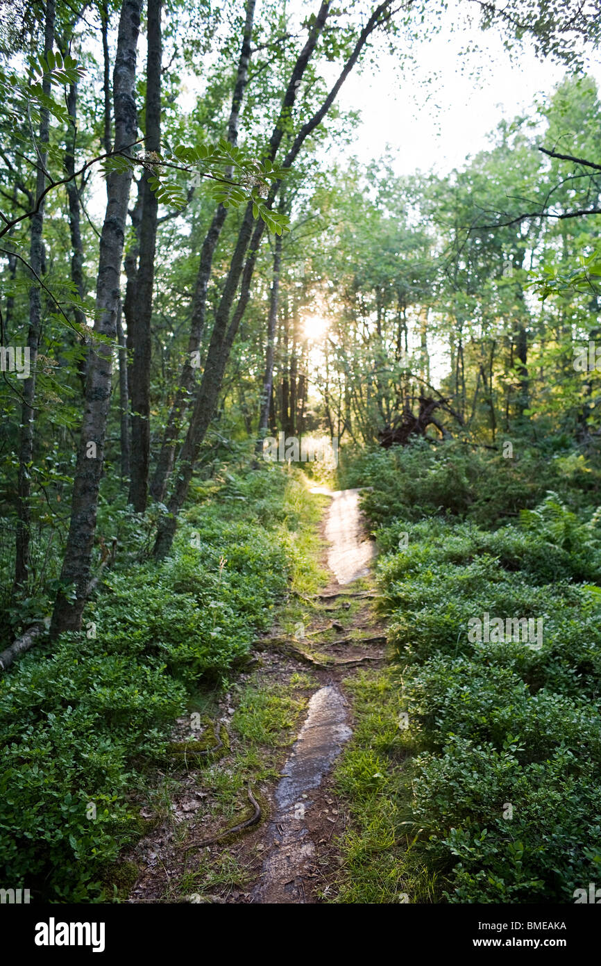 Pathway in forest Stock Photo - Alamy