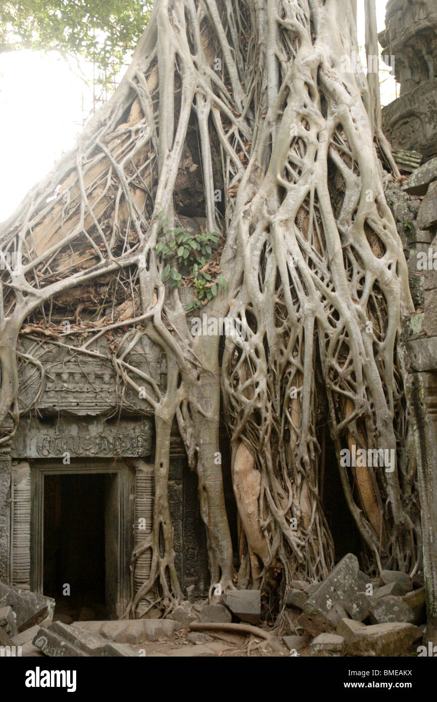 Kapok tree at Ta Prohm, Angkor Wat, Cambodia Stock Photo - Alamy