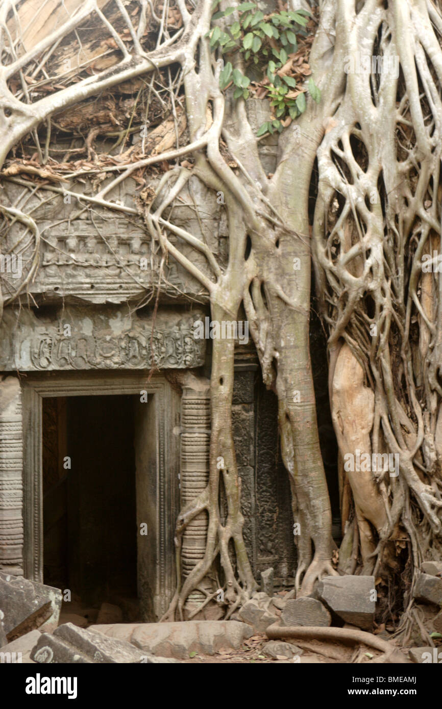 Kapok tree at Ta Prohm, Angkor Wat, Cambodia Stock Photo - Alamy