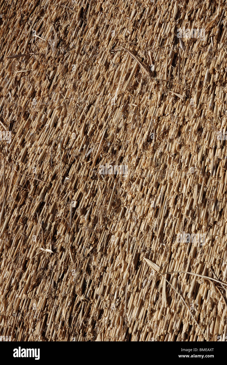 Close-up of Norfolk reed thatch on a cottage roof Stock Photo - Alamy