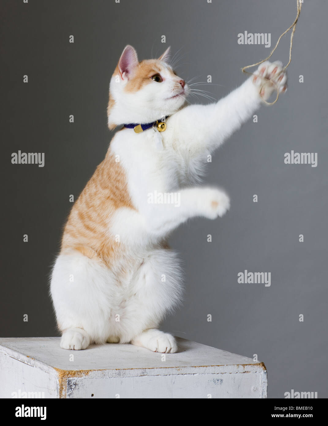 Cat reaching towards string Stock Photo - Alamy