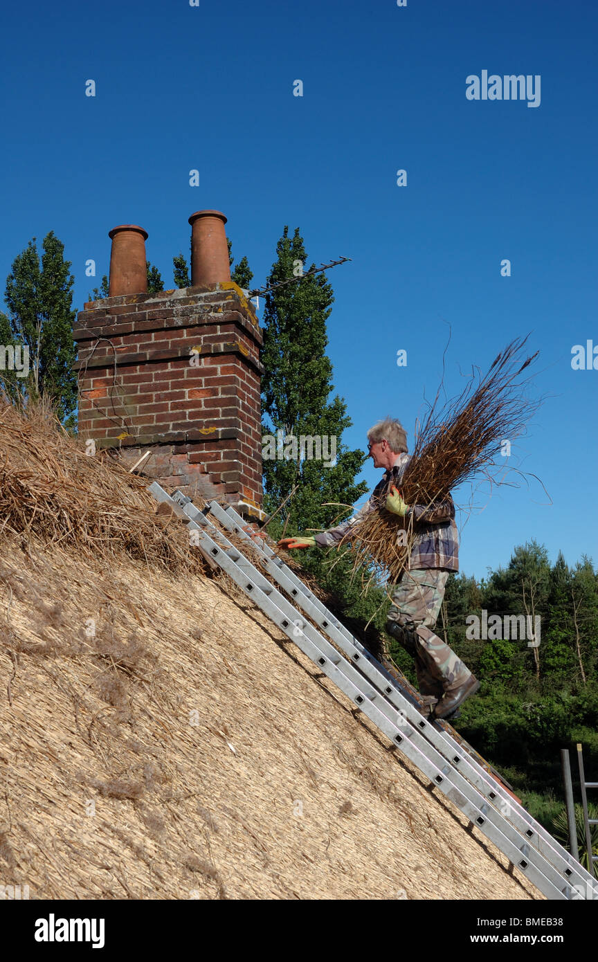 A thatcher putting new reed thatch on the roof of a cottage in Norfolk ...