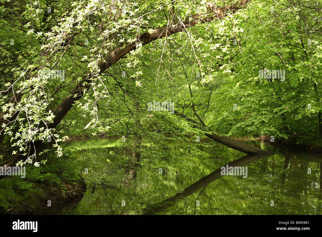 Green branches over a water Stock Photo - Alamy