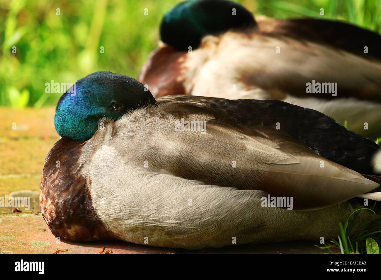 Duck wing detail hi-res stock photography and images - Alamy