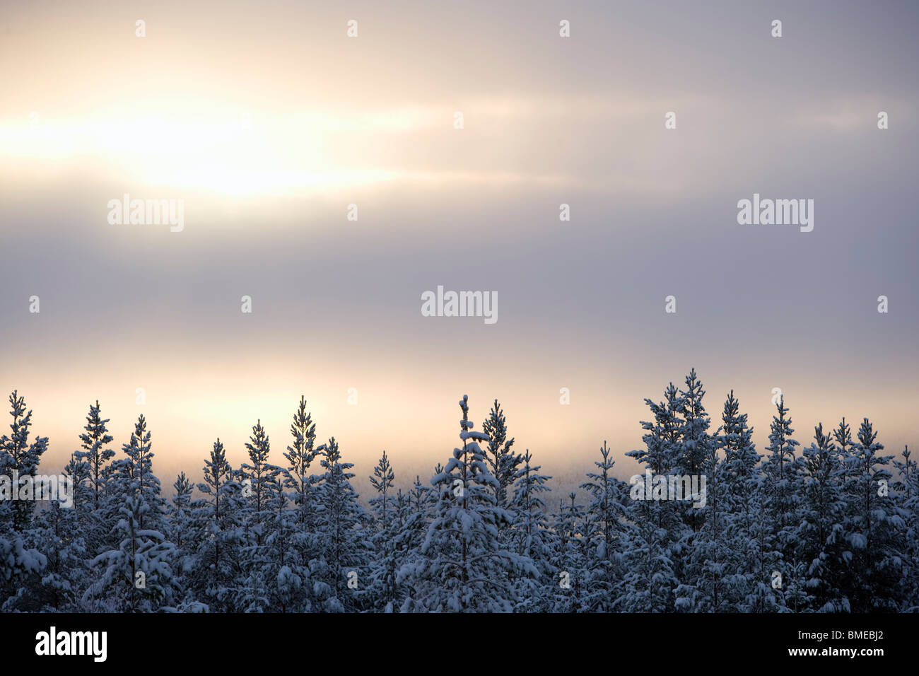 Forest view dusk hi-res stock photography and images - Alamy