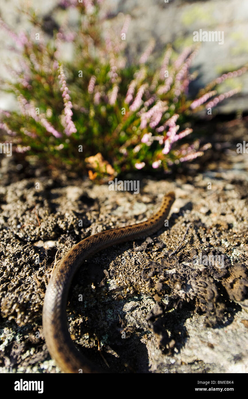 Snake crawling near bush Stock Photo - Alamy