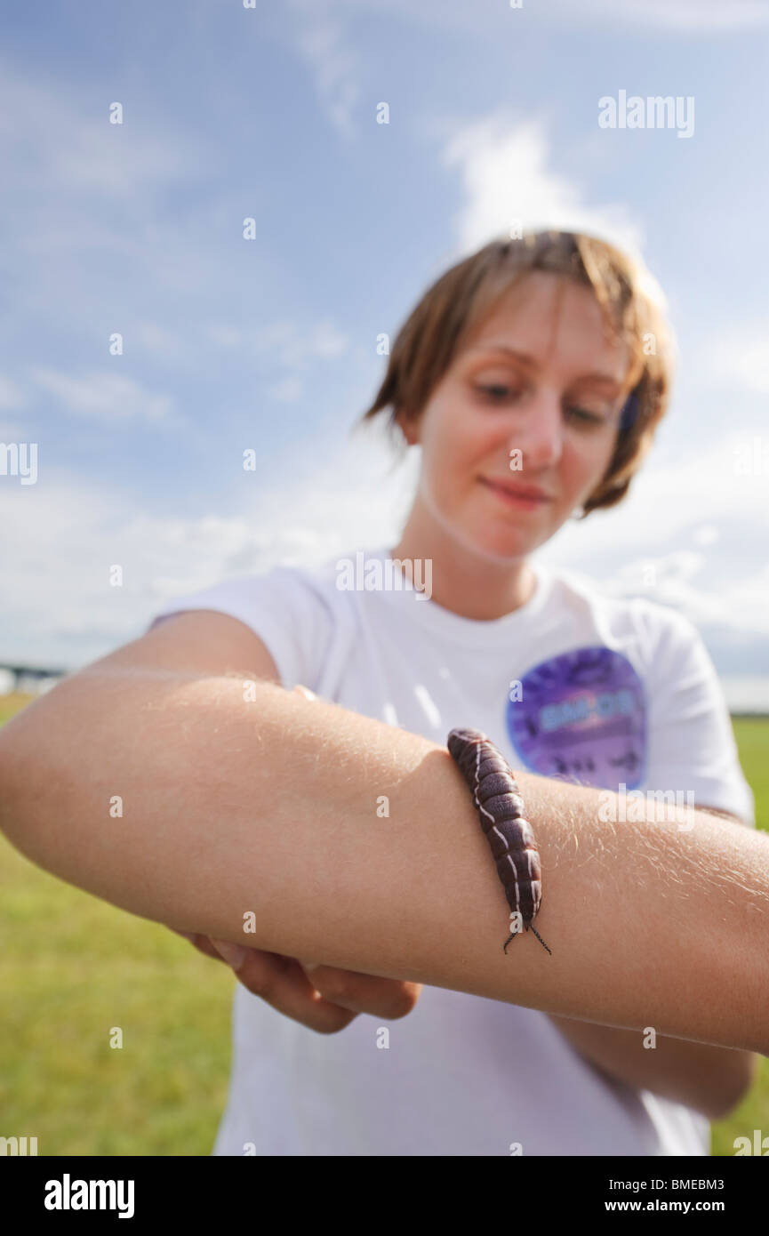 Crawling bugs on light hi-res stock photography and images - Alamy