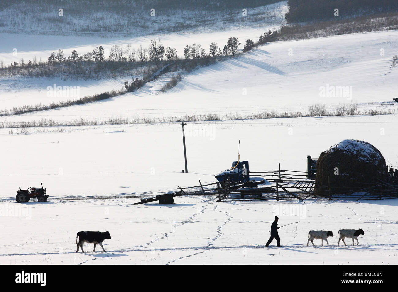 Herder herding cattles in winter, Oroqin Autonomous Banner, Hulunbuir ...