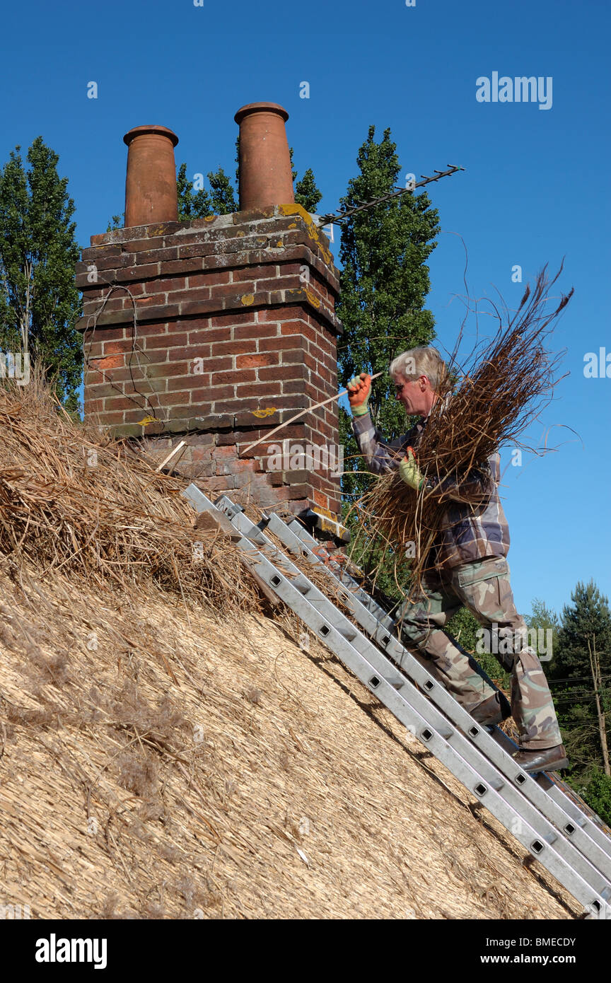 A thatcher putting new reed thatch on the roof of a cottage in Norfolk ...