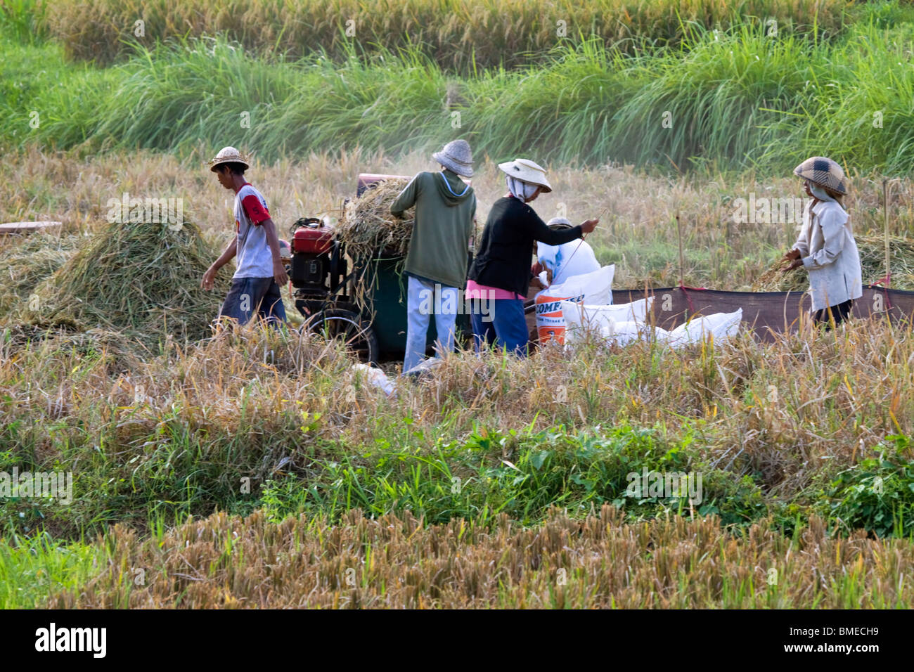 Women harvesting rice crop hi-res stock photography and images - Alamy