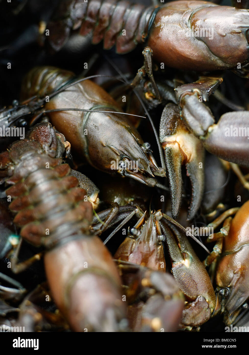 Dead crayfish hi-res stock photography and images - Alamy