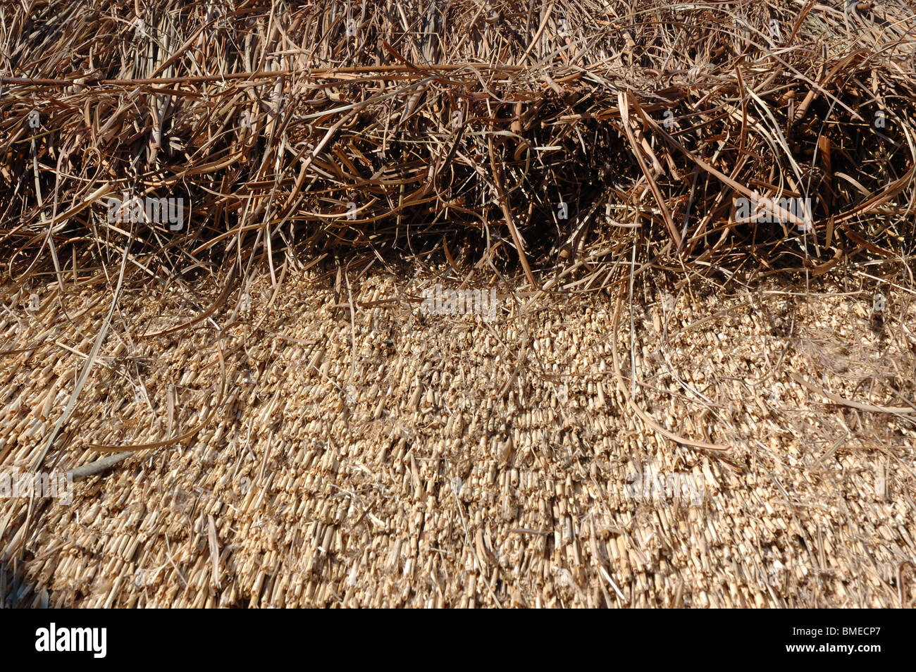 Close-up of Norfolk reed thatch on a cottage roof Stock Photo - Alamy