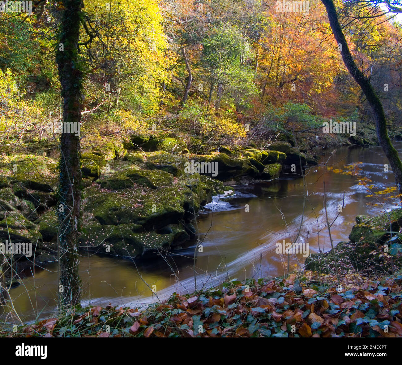 Autumn (fall) colours in Strid Wood, Bolton Abbey, North Yorkshire ...