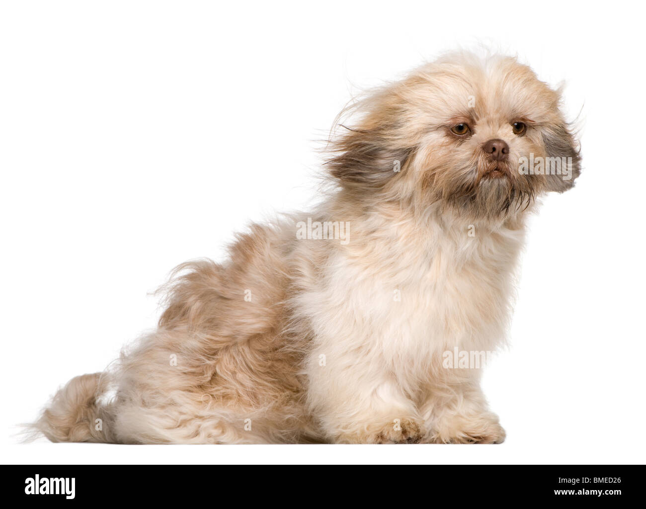 Year old looking in Cut Out Stock Images & Pictures - Alamy