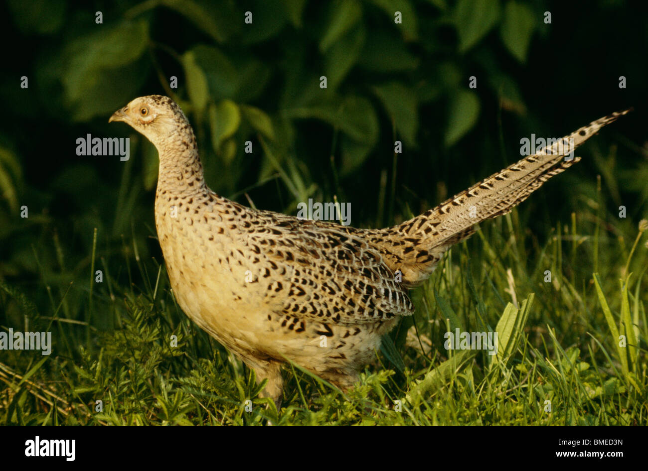 View of pheasant on grass Stock Photo - Alamy