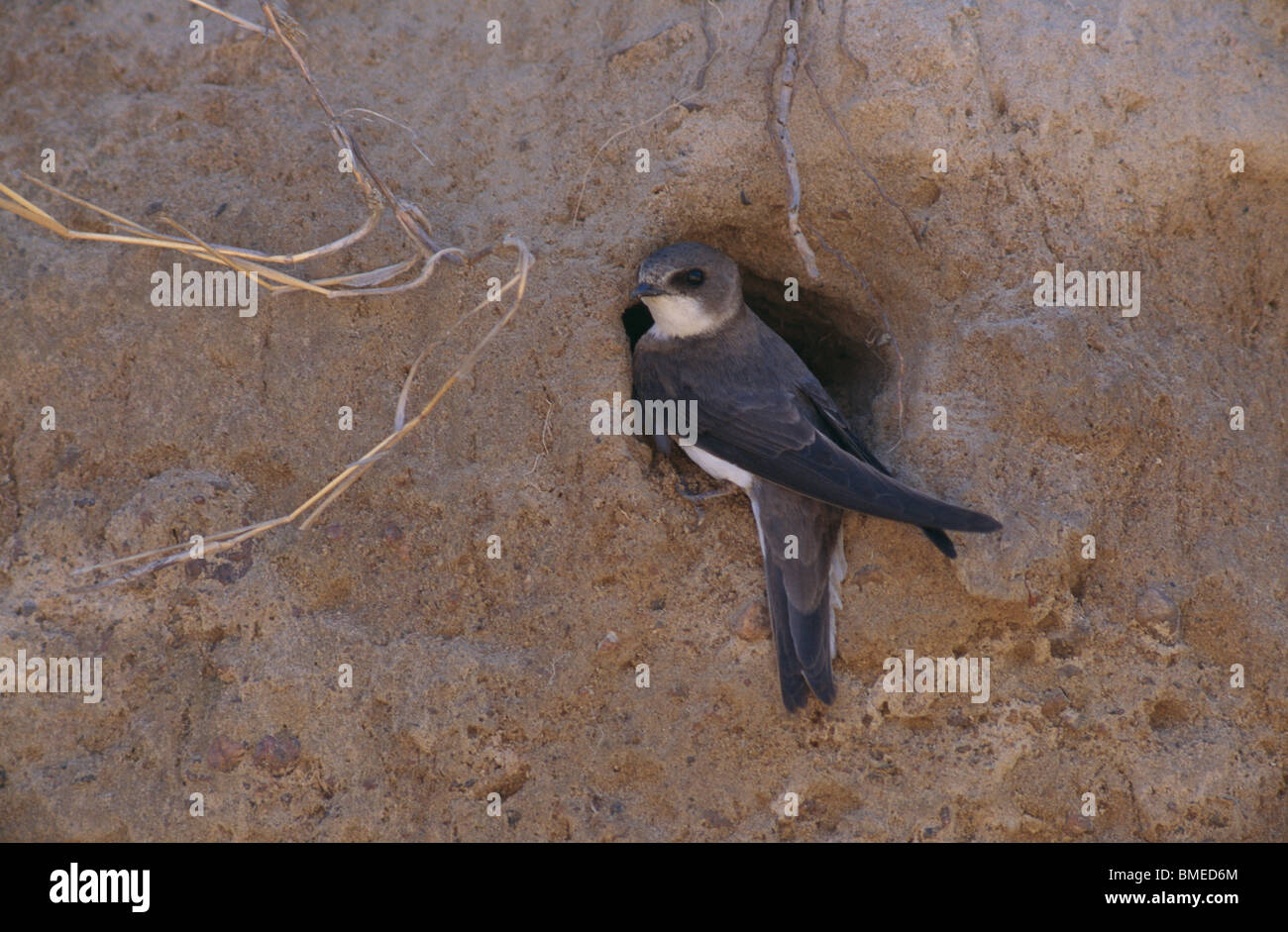 Sand martin bird on rock Stock Photo - Alamy