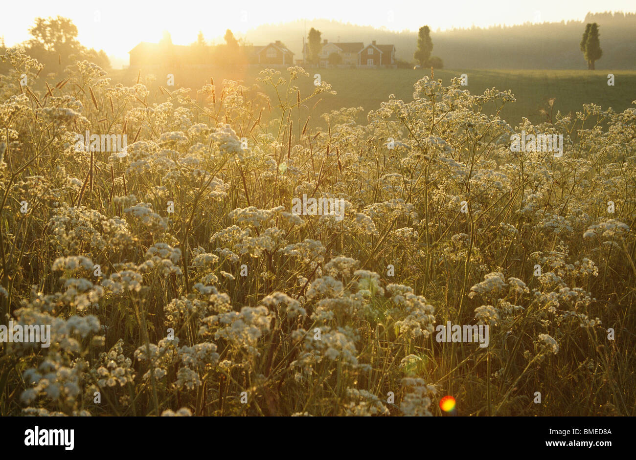 Houses in landscape hi-res stock photography and images - Alamy