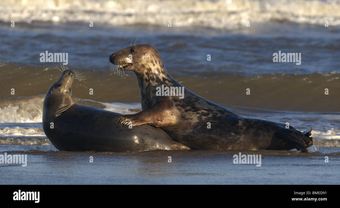 Atlantic seals hi-res stock photography and images - Alamy