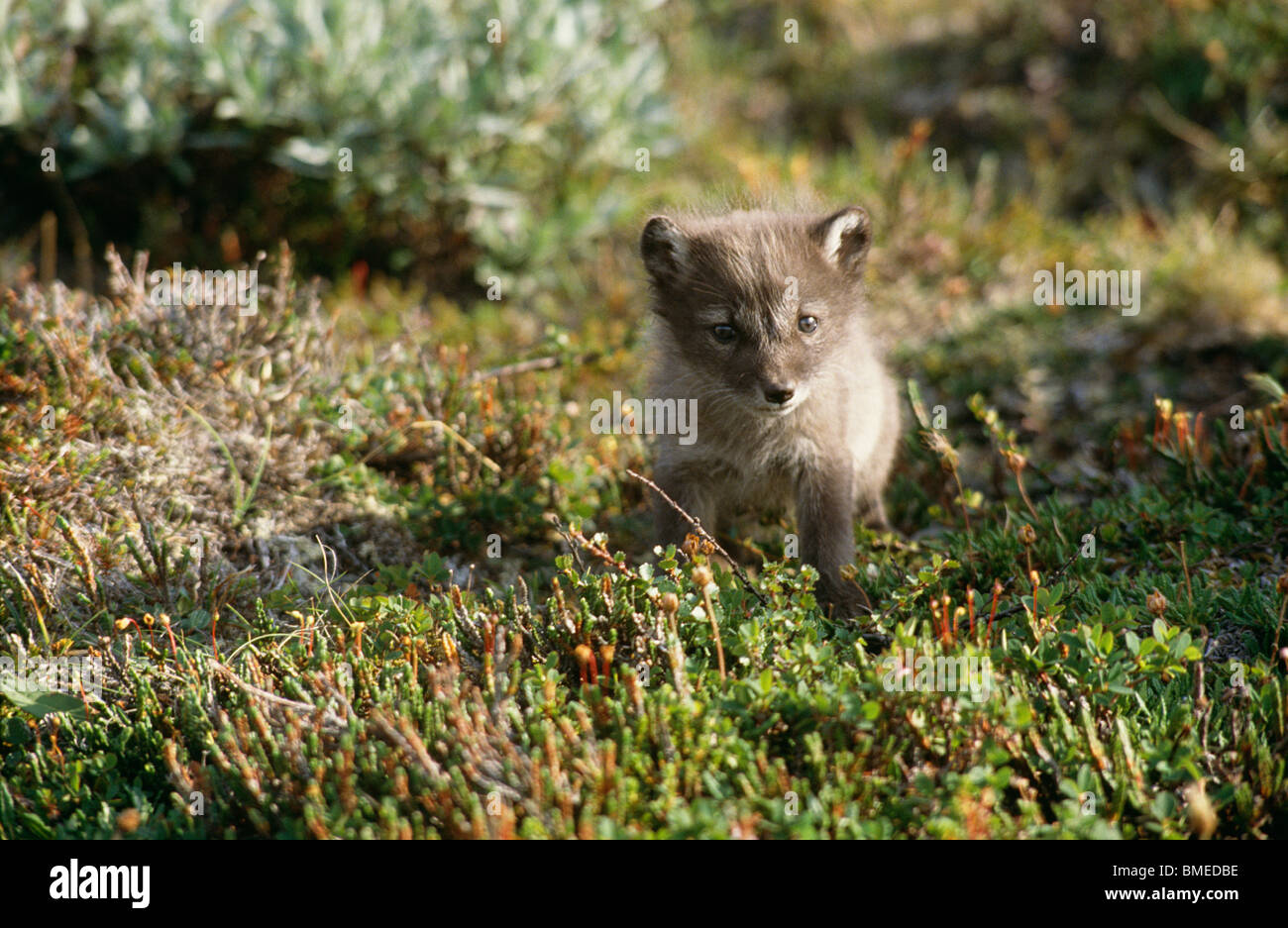 Arctic fox among grass Stock Photo - Alamy