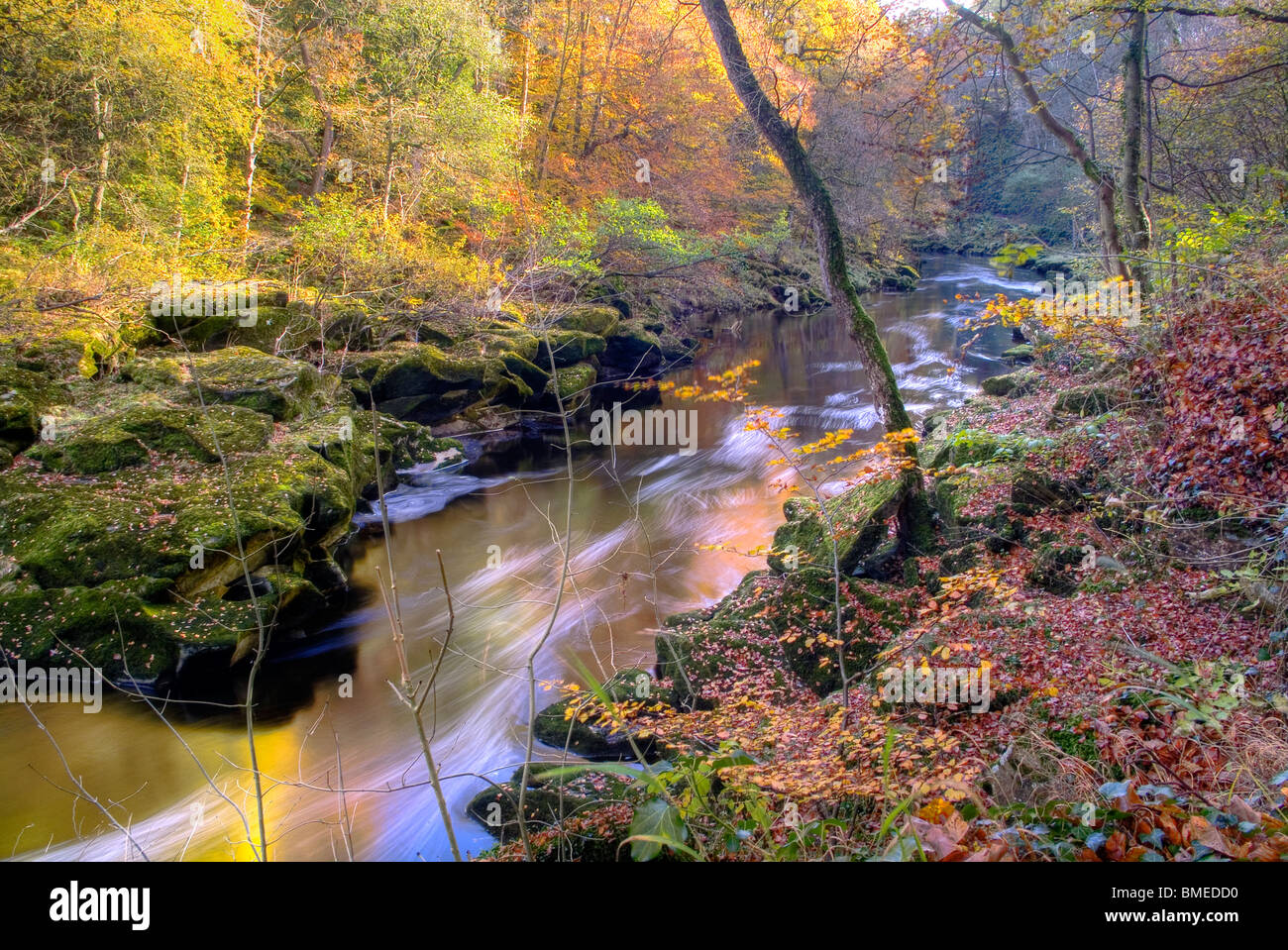 Autumn (fall) colours in Strid Wood, Bolton Abbey, North Yorkshire ...