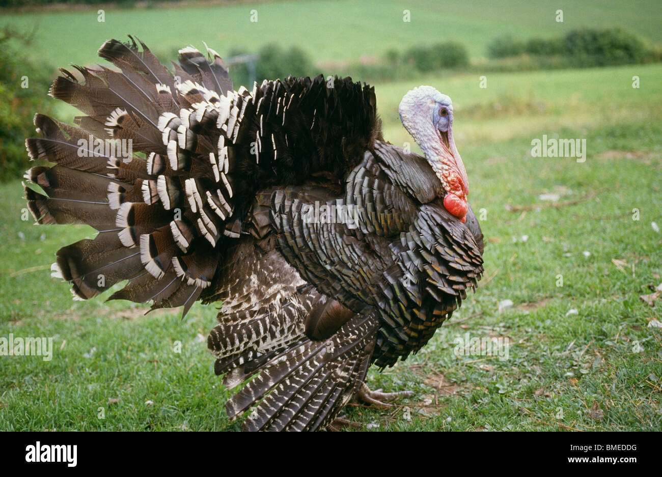 Strutting about hi-res stock photography and images - Alamy