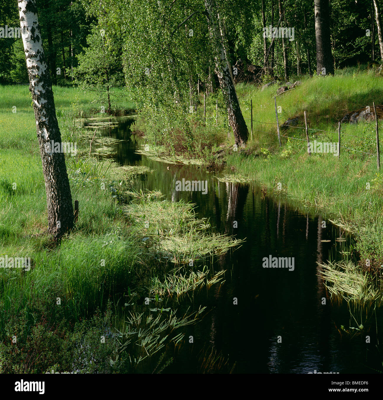 Small river flowing through lush hi-res stock photography and images ...