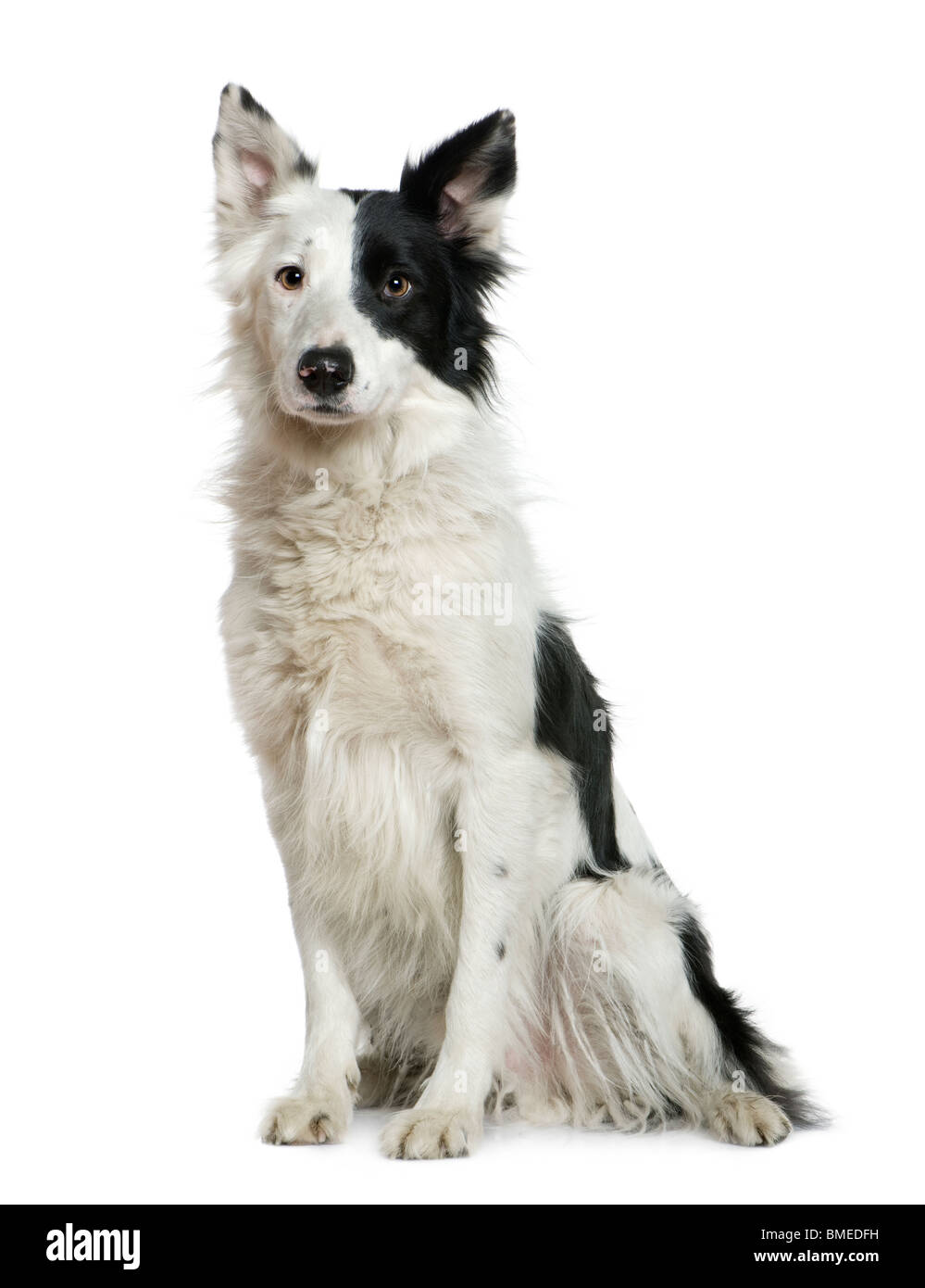 Border Collie, 4 years old, sitting in front of white background Stock ...