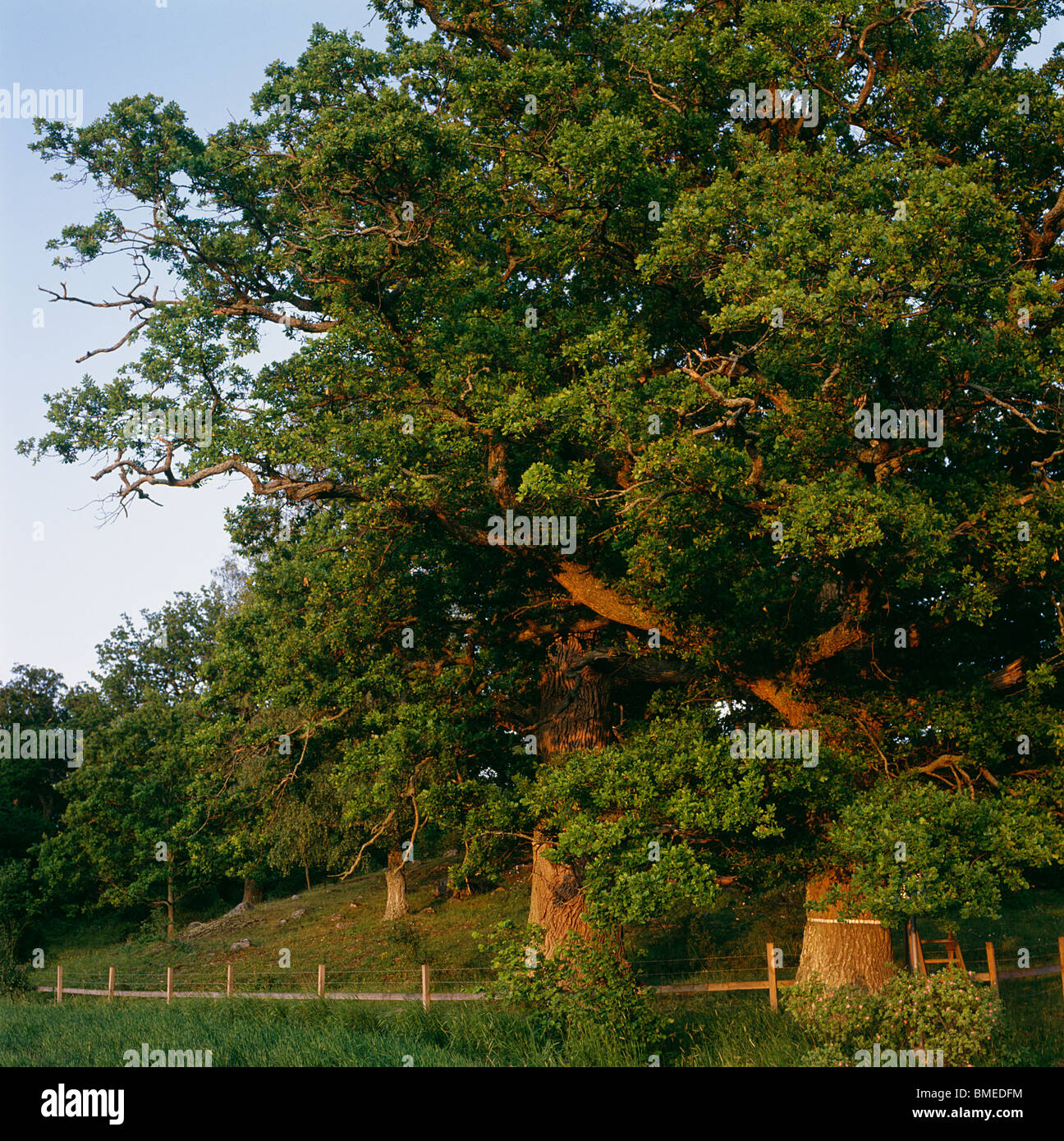 View of trees behind fence Stock Photo - Alamy