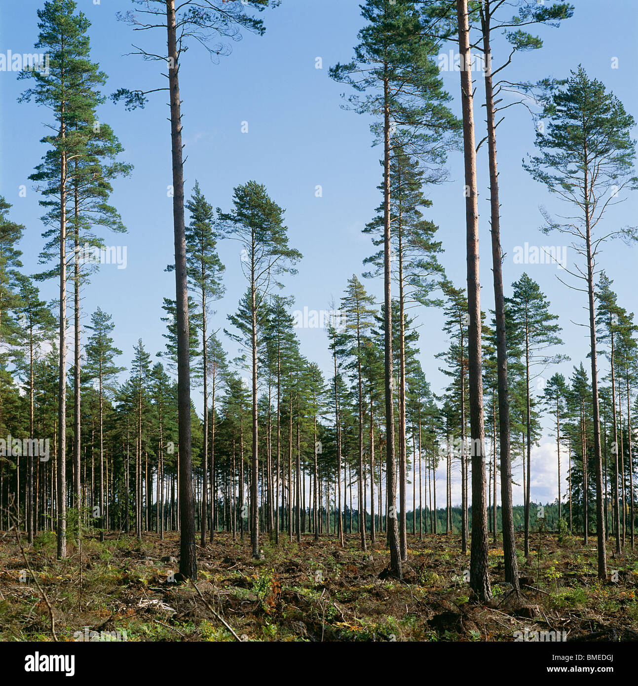 Tall trees in forest Stock Photo - Alamy