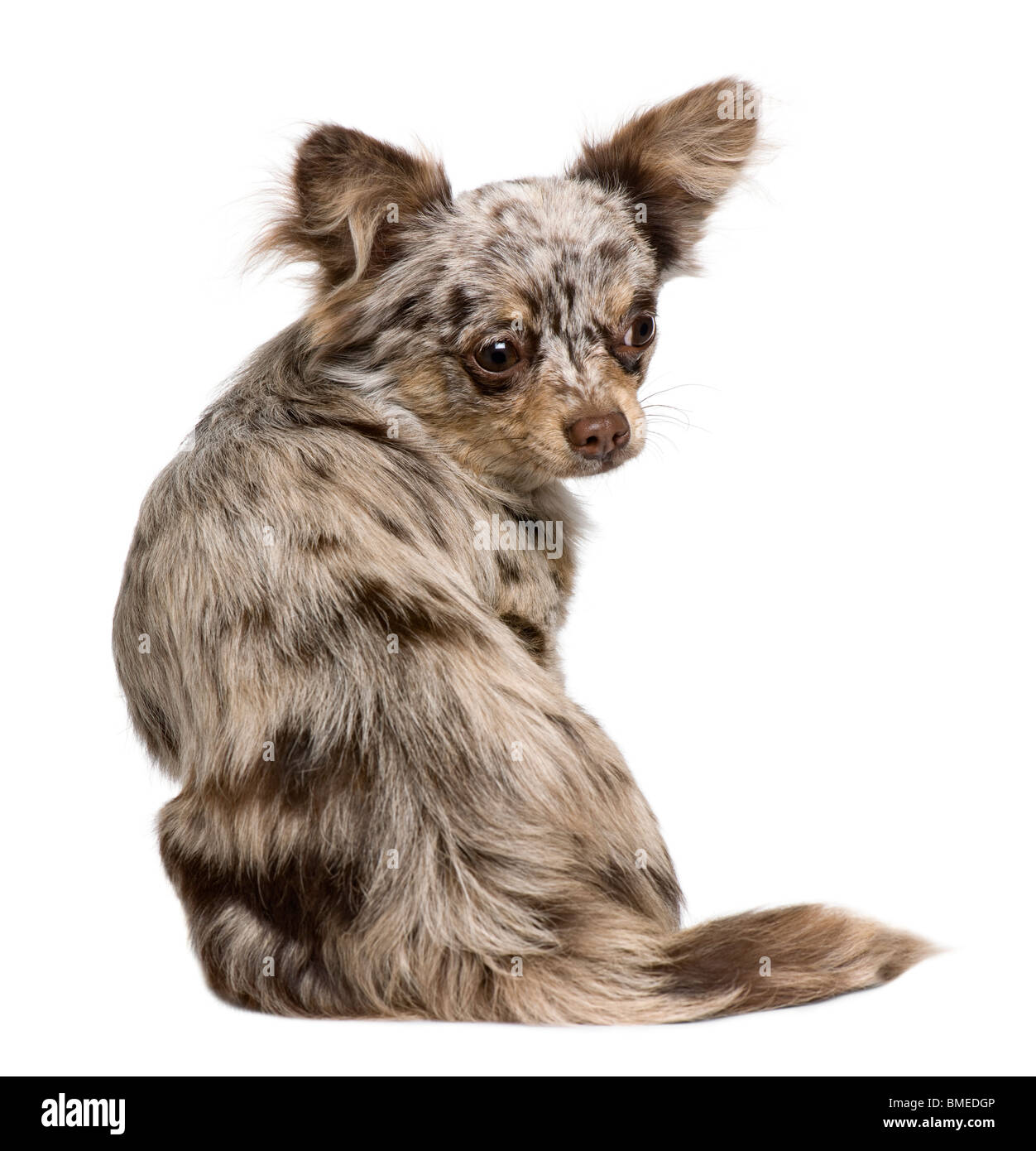 Rear view of Chihuahua puppy, 8 months old, sitting in front of white ...