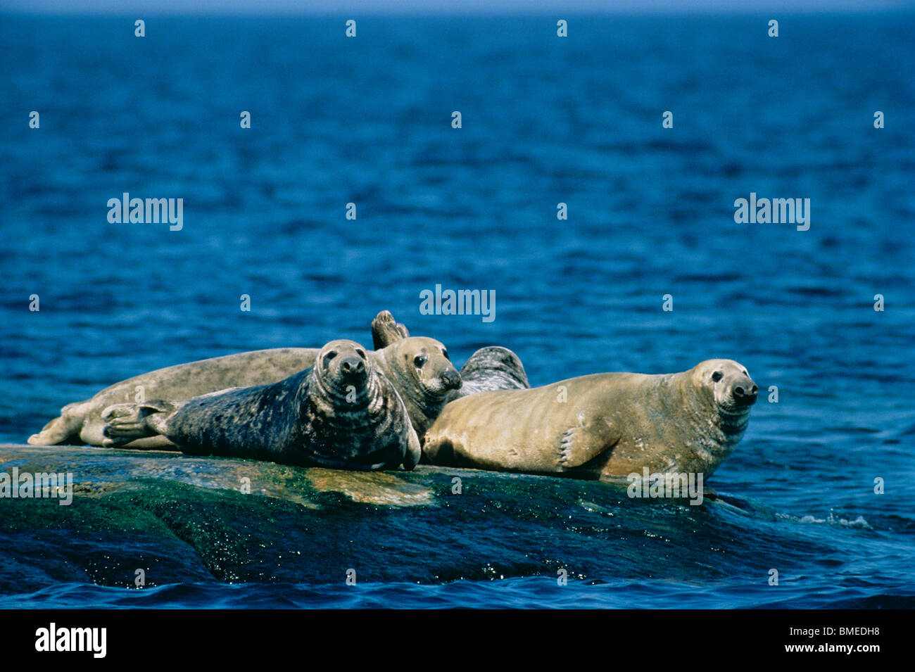 Lying seals hi-res stock photography and images - Alamy