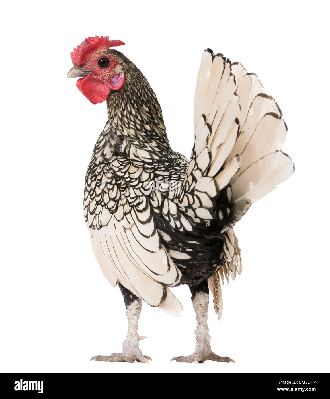 Lemon sebright rooster hi-res stock photography and images - Alamy