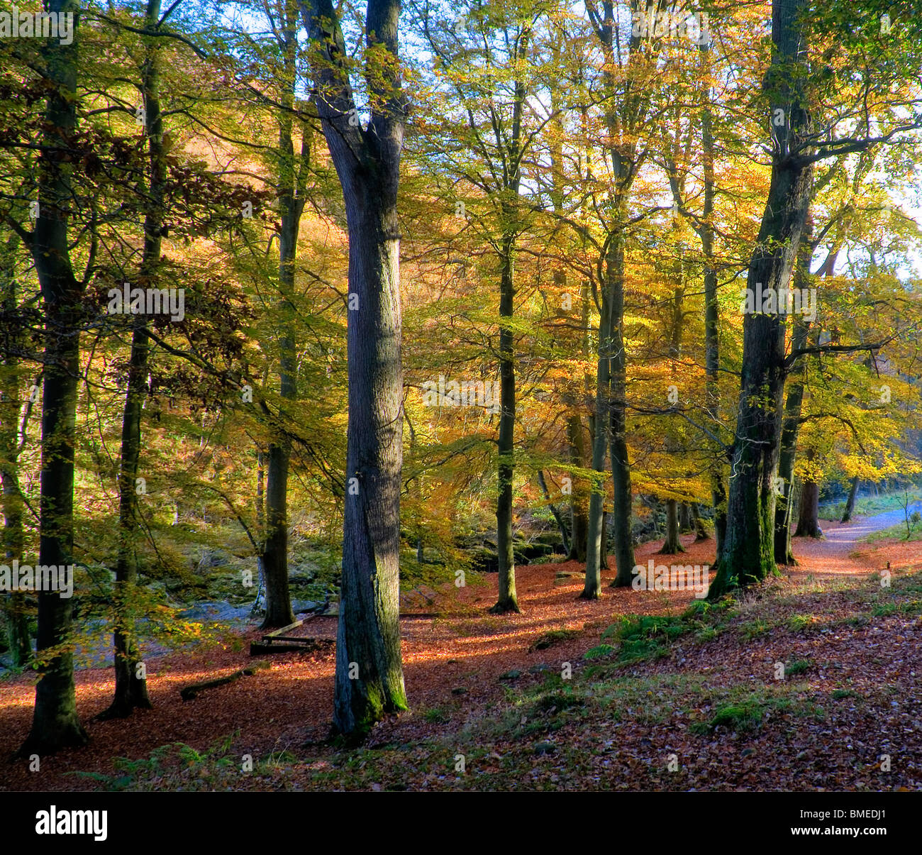 Autumn (fall) colours in Strid Wood, Bolton Abbey, North Yorkshire ...