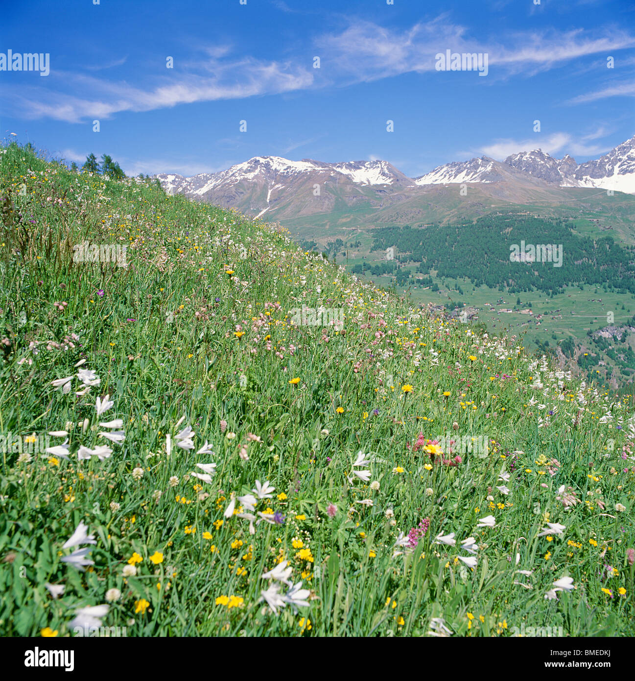 Plants with mountains in the background hi-res stock photography and ...