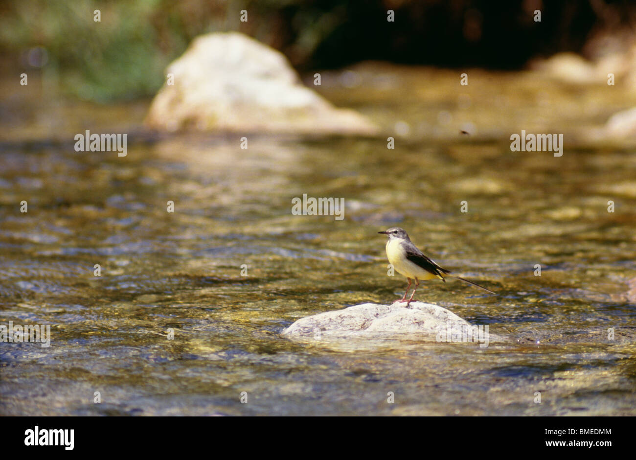 On bird rock hi-res stock photography and images - Alamy