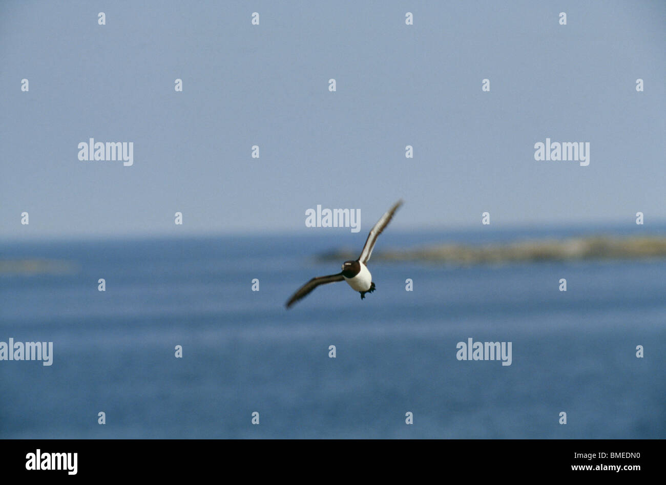 Razorbill bird flying over sea Stock Photo - Alamy