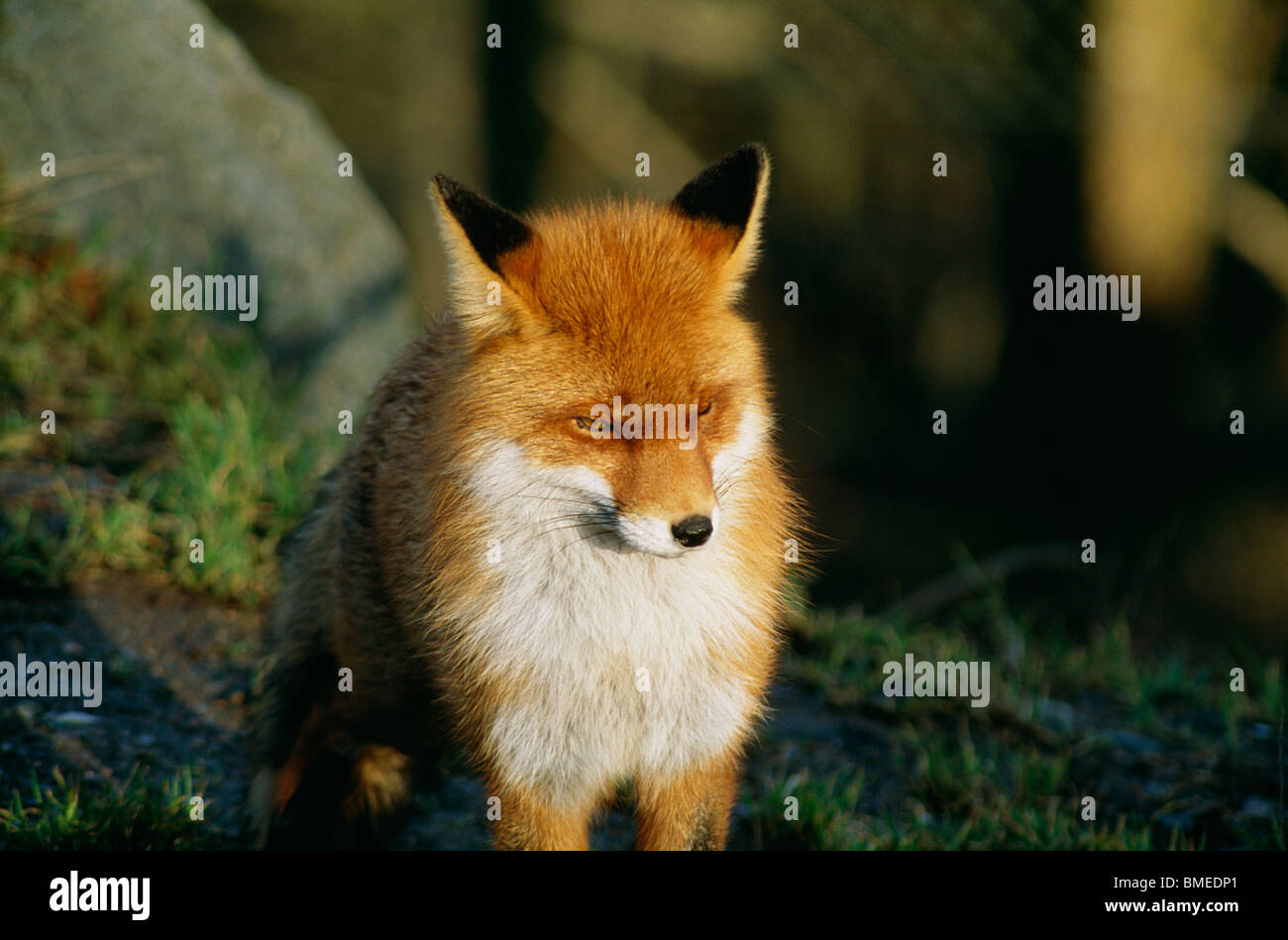 Fox Prey Stock Photos & Fox Prey Stock Images - Alamy