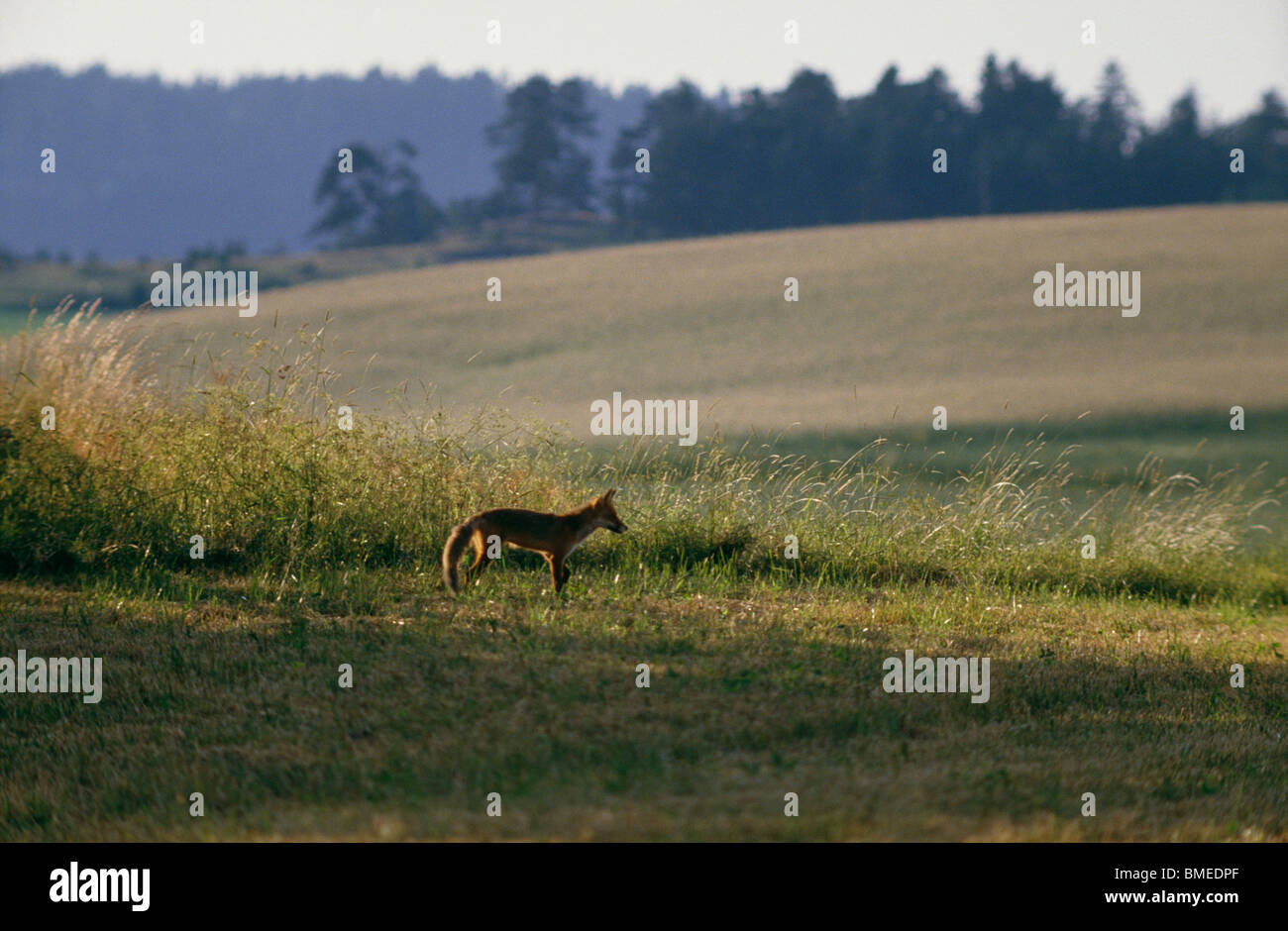 Side view of fox hi-res stock photography and images - Alamy