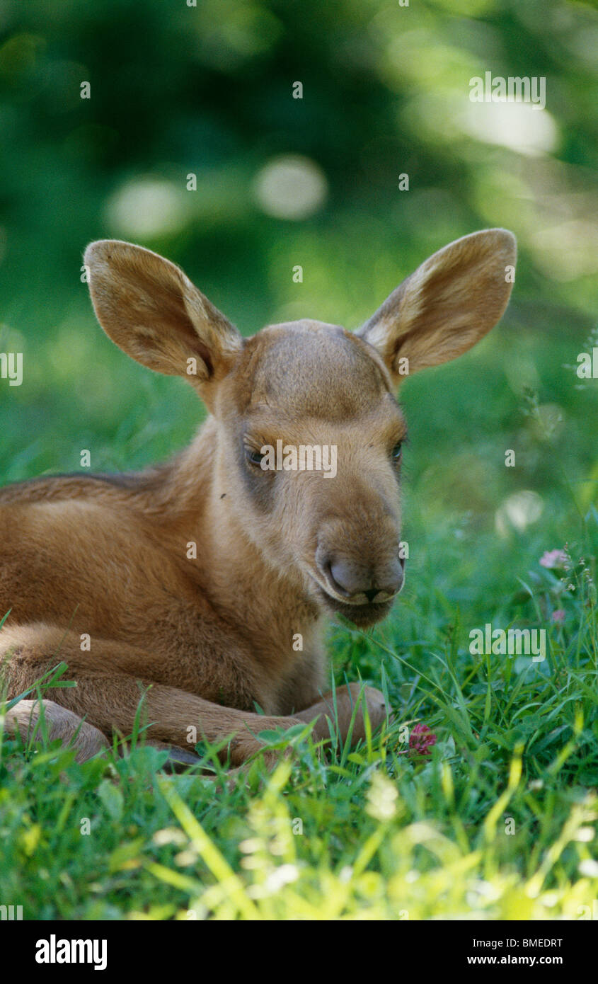 Young elk hi-res stock photography and images - Alamy