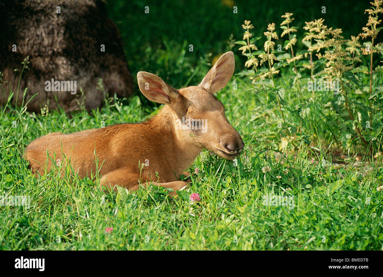 Resting elk hi-res stock photography and images - Alamy