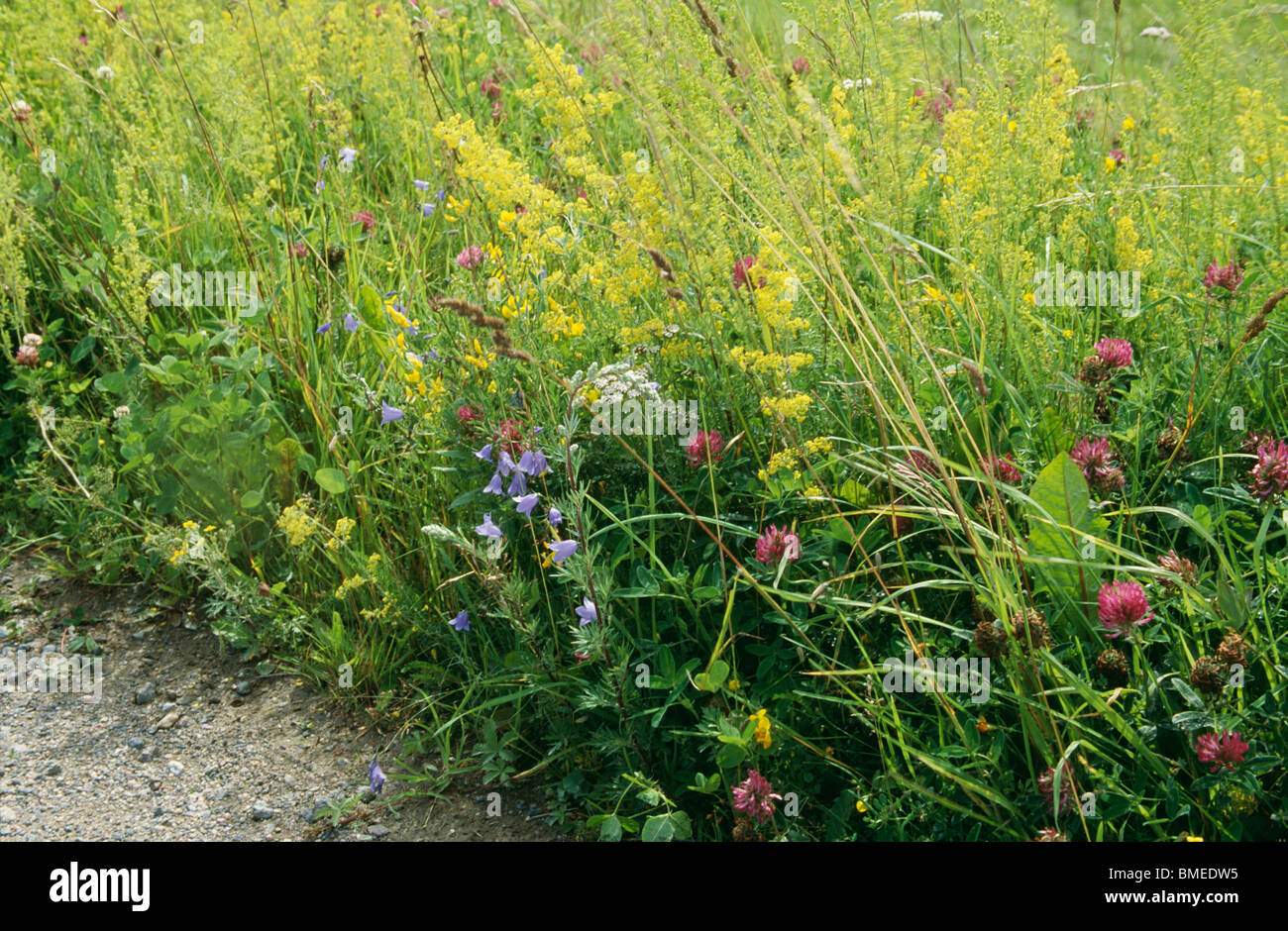 Wildflowers growing on meadow Stock Photo - Alamy