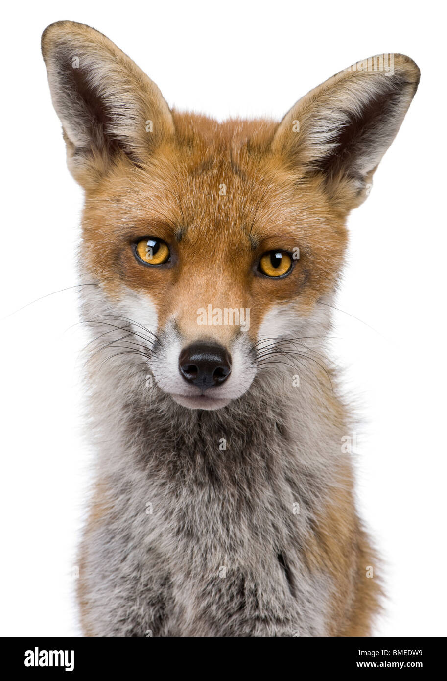 Red fox front view image hi-res stock photography and images - Alamy