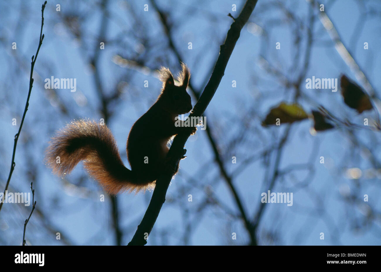 Red squirrel climbing branch Stock Photo - Alamy