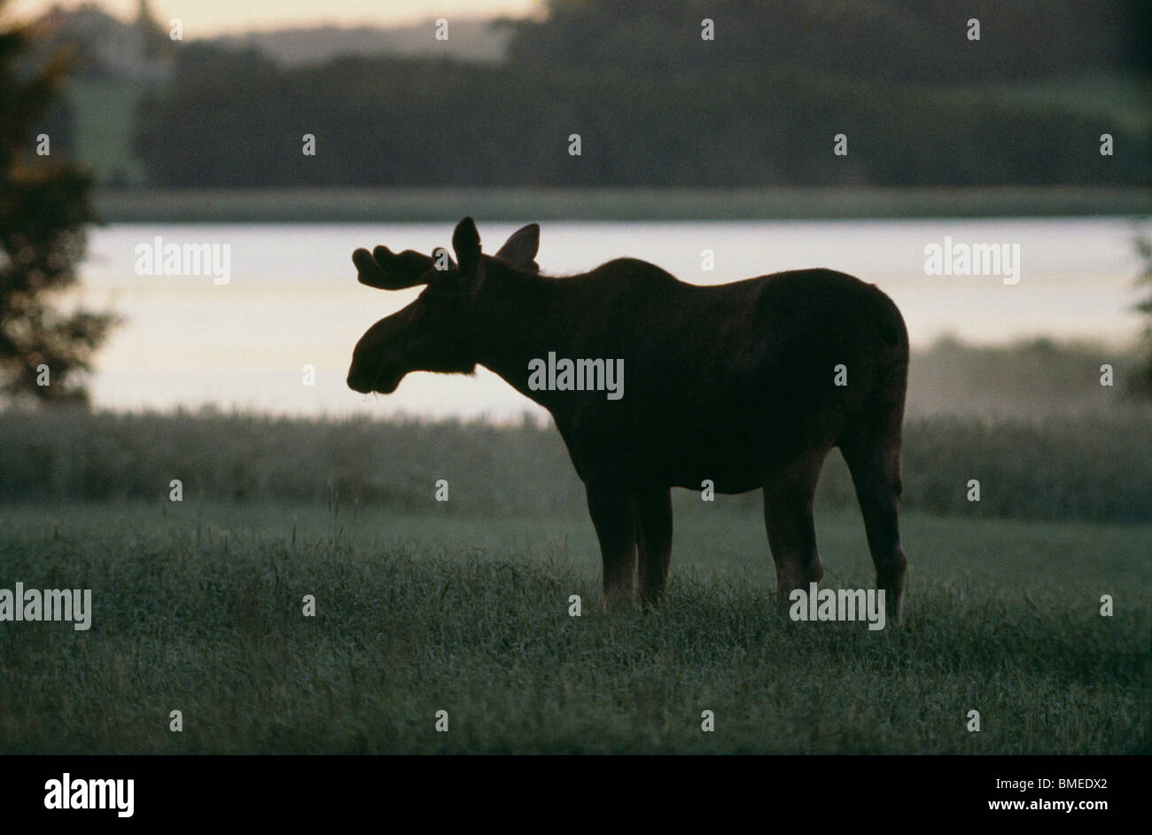 Full body moose hi-res stock photography and images - Alamy