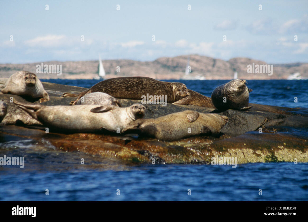 Group seals hi-res stock photography and images - Alamy