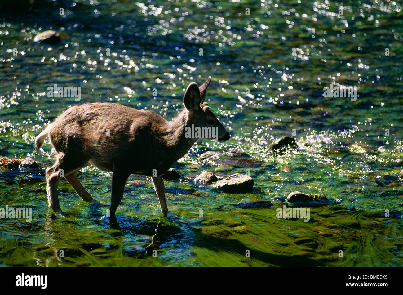 View of young elk standing in water Stock Photo - Alamy