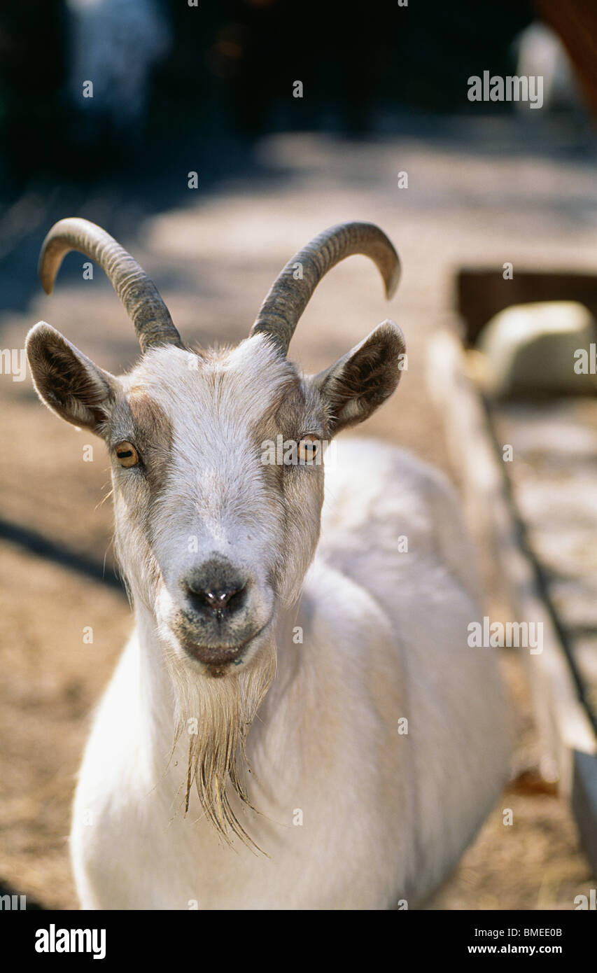 Close-up of goat Stock Photo - Alamy