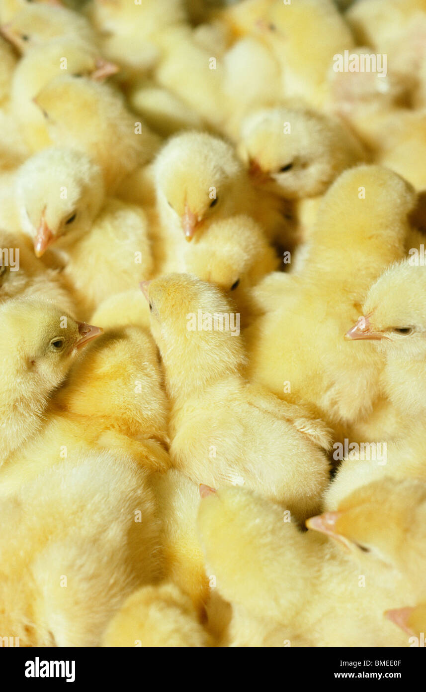 Close up young chicks hi-res stock photography and images - Alamy
